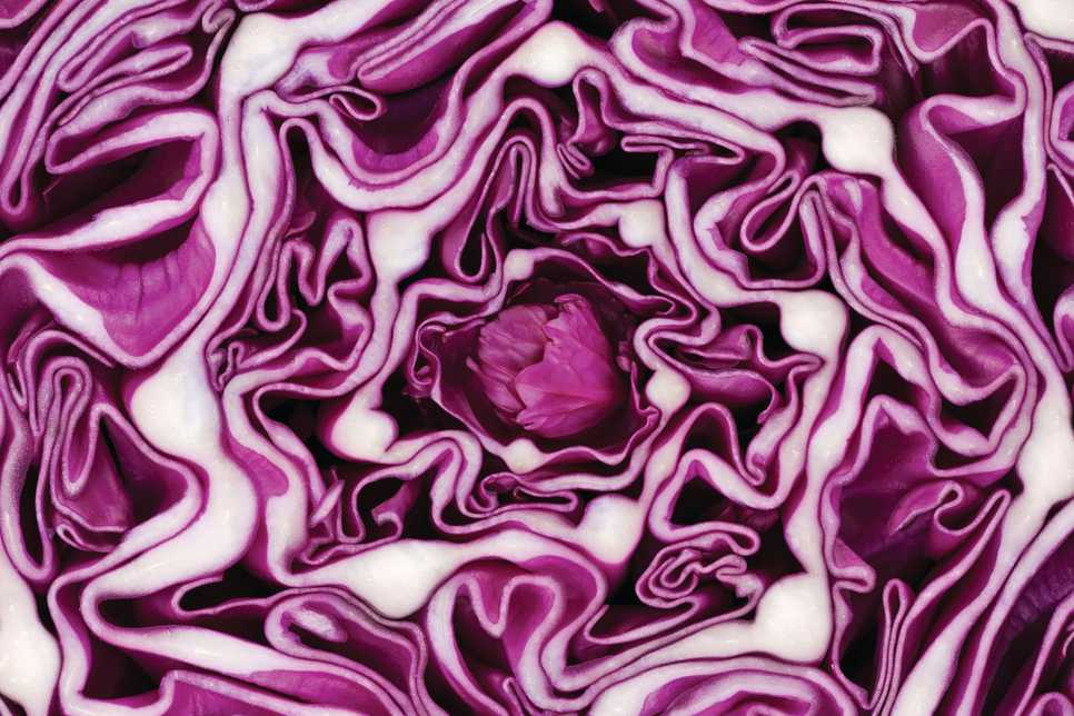 Wholesale Red Cabbage Supplier | Bulk & Processed | Tasty One