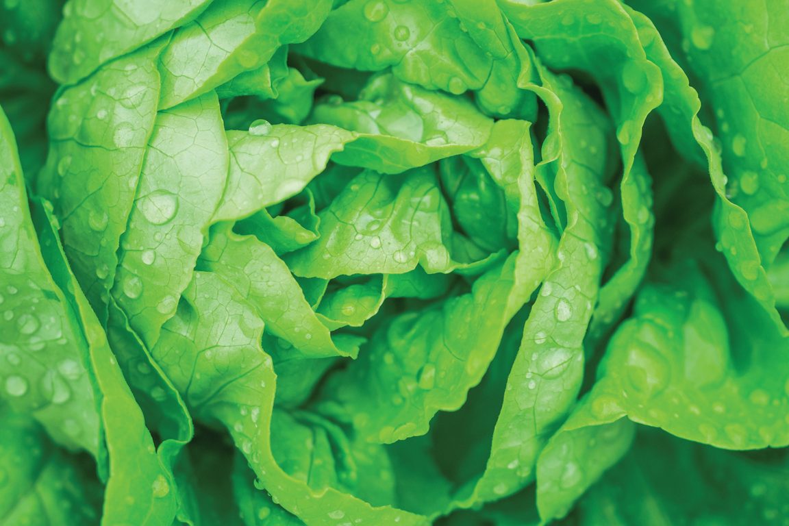 Wholesale Lettuce Supplier | Bulk & Processed Australian Lettuce ...