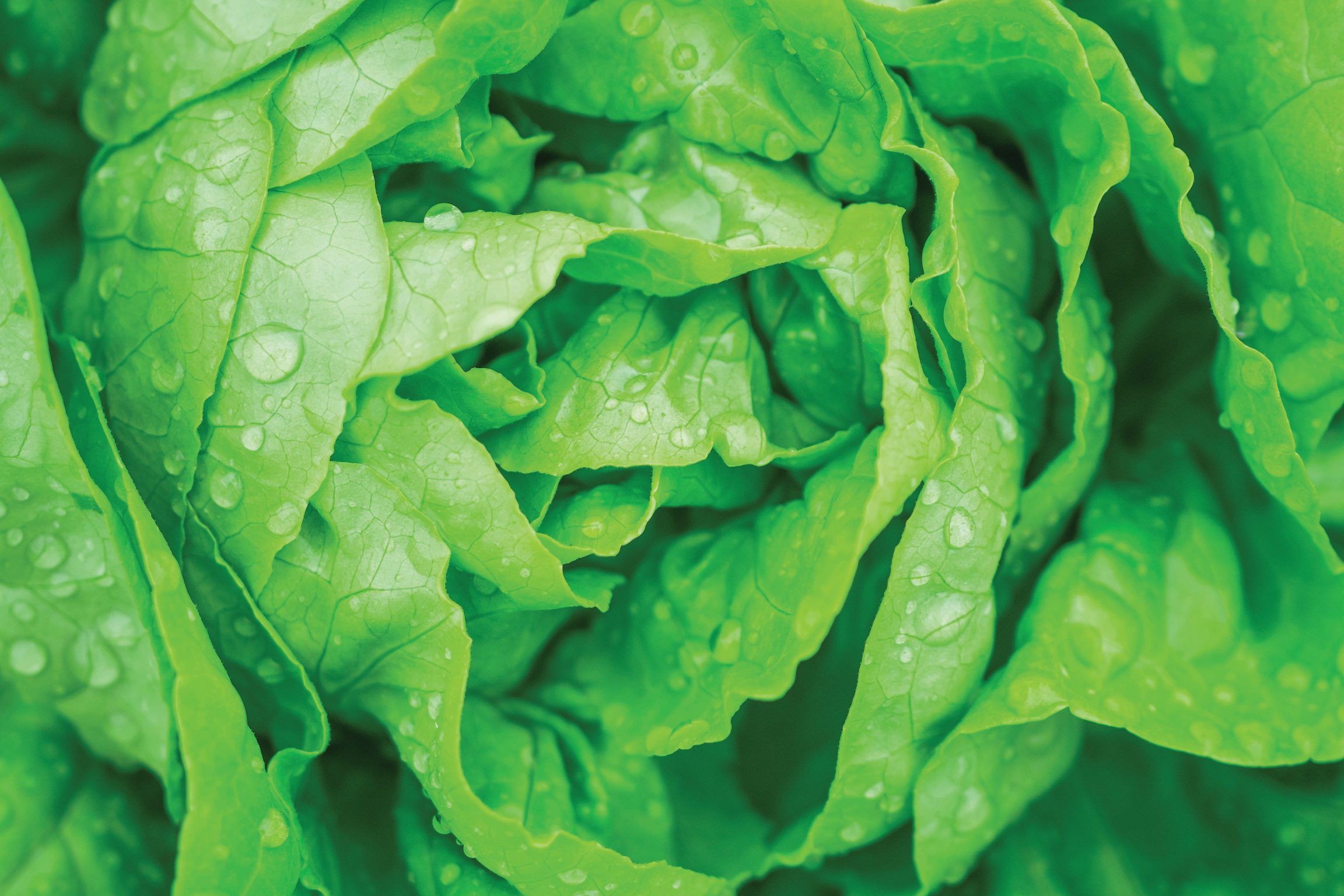 Wholesale Lettuce Supplier | Bulk & Processed Australian Lettuce ...